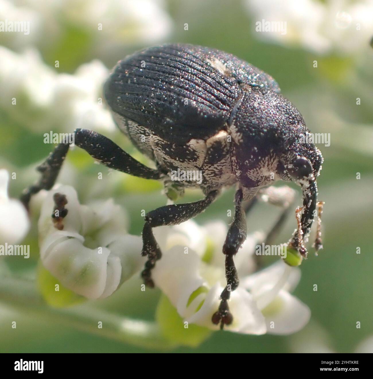 Punctumalbum hi-res stock photography and images - Alamy