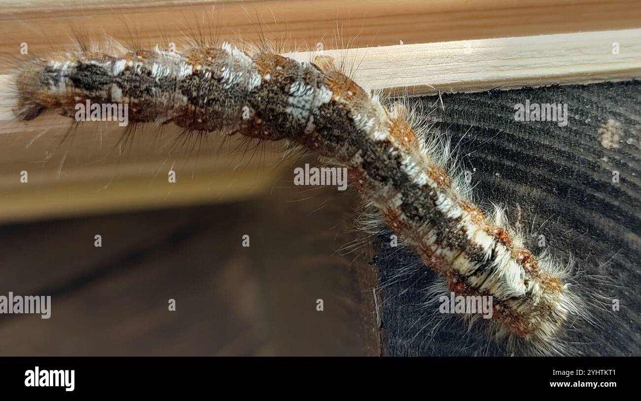 Pine-tree Lappet (Dendrolimus pini Stock Photo - Alamy