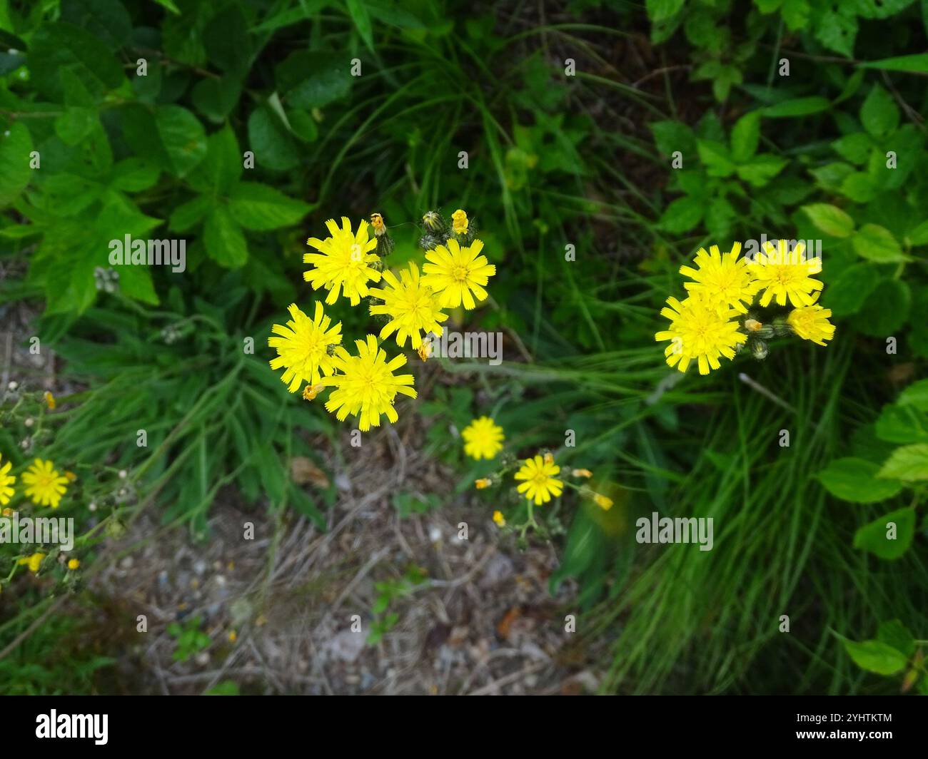 mouse-ear hawkweeds (Pilosella Stock Photo - Alamy