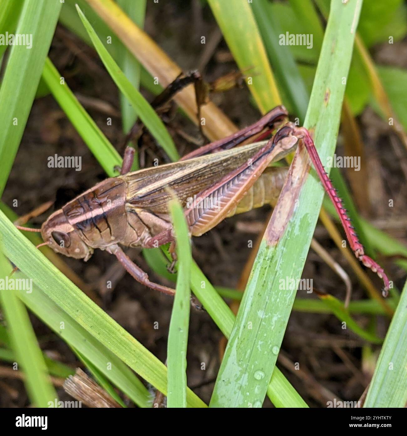Two-striped Grasshopper (Melanoplus bivittatus Stock Photo - Alamy