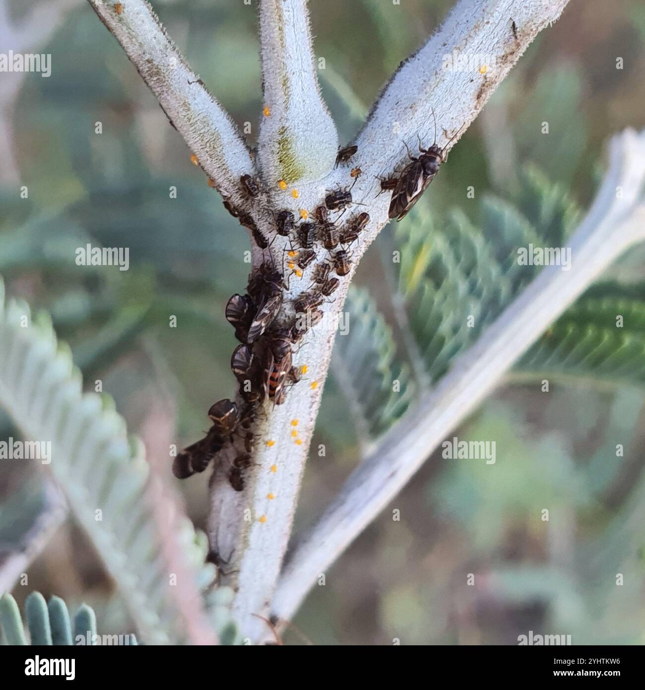 Psylloidea hi-res stock photography and images - Alamy