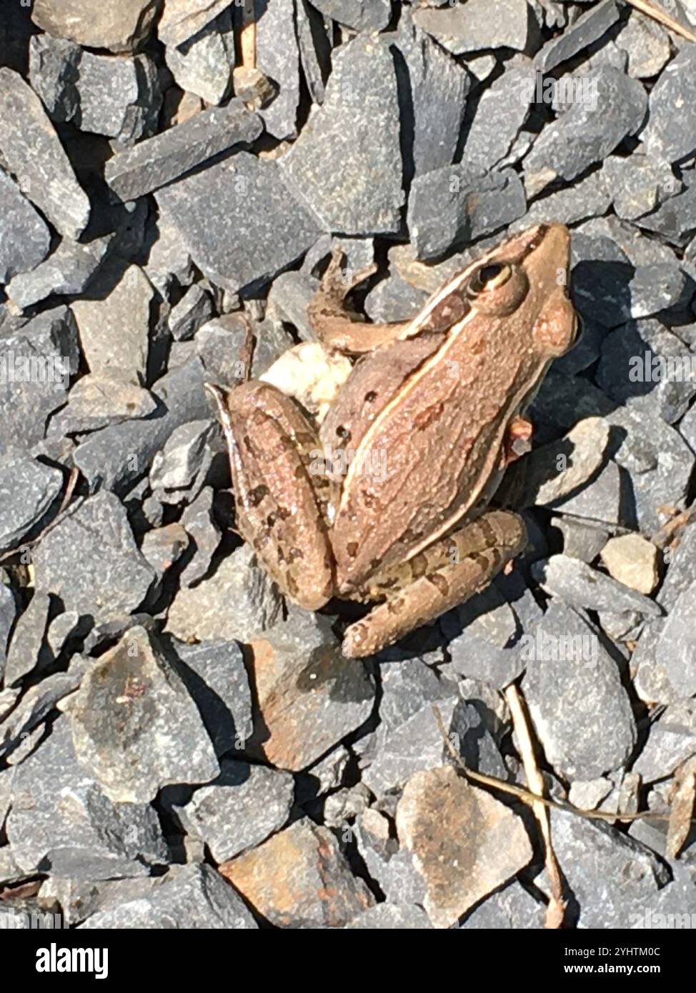 Southern Leopard Frog (Lithobates sphenocephalus Stock Photo - Alamy