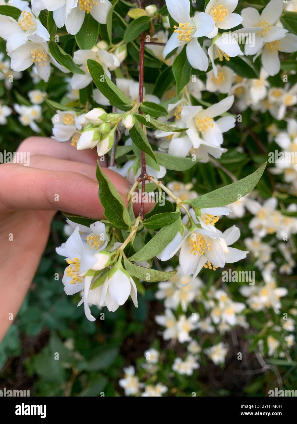 Lewis' mock orange (Philadelphus lewisii Stock Photo - Alamy