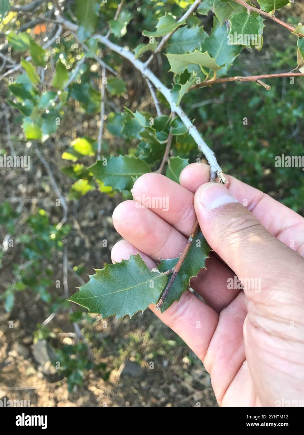 canyon live oak (Quercus chrysolepis Stock Photo - Alamy