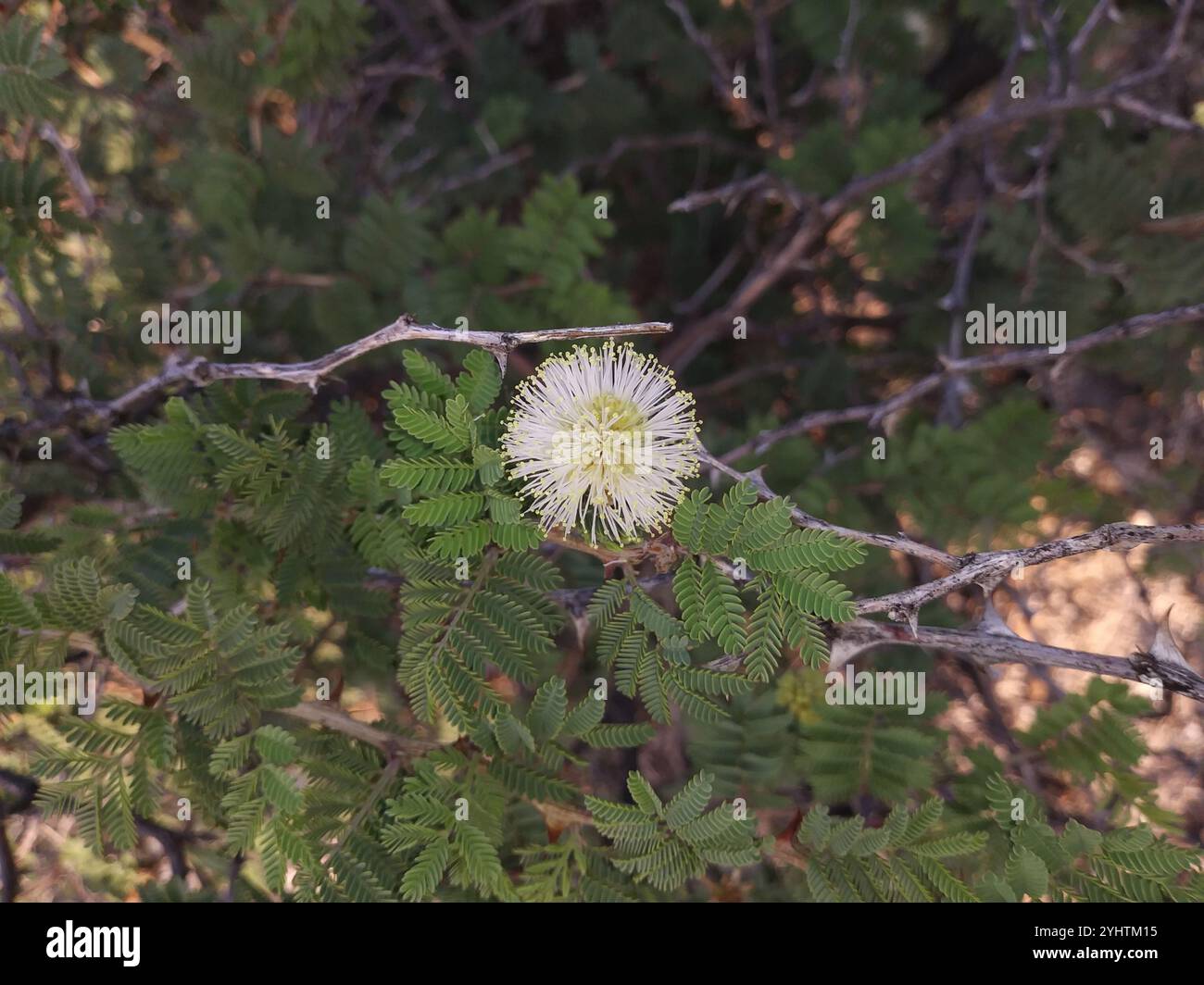Mimosa aculeaticarpa hi-res stock photography and images - Alamy