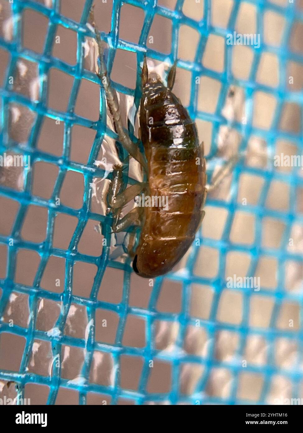 Household Cockroaches (Blattidae Stock Photo - Alamy