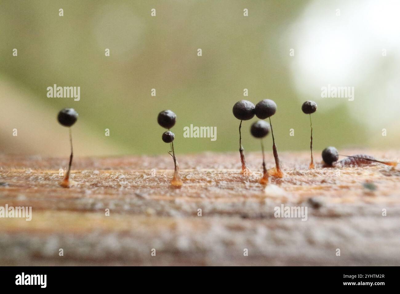 Comatricha elegans hi-res stock photography and images - Alamy