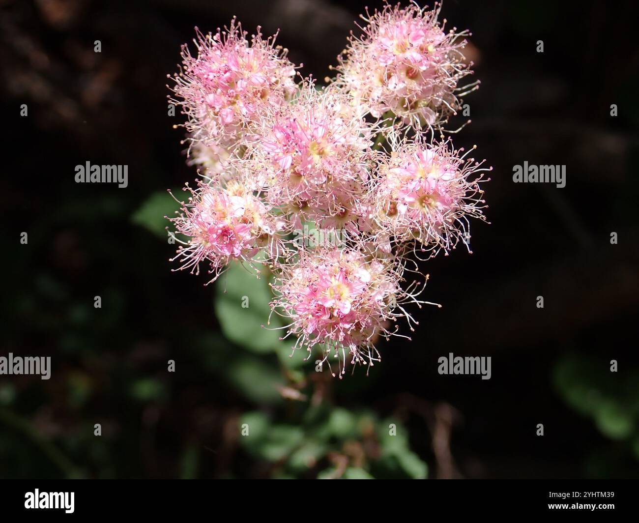 Mountain Spirea (Spiraea splendens Stock Photo - Alamy