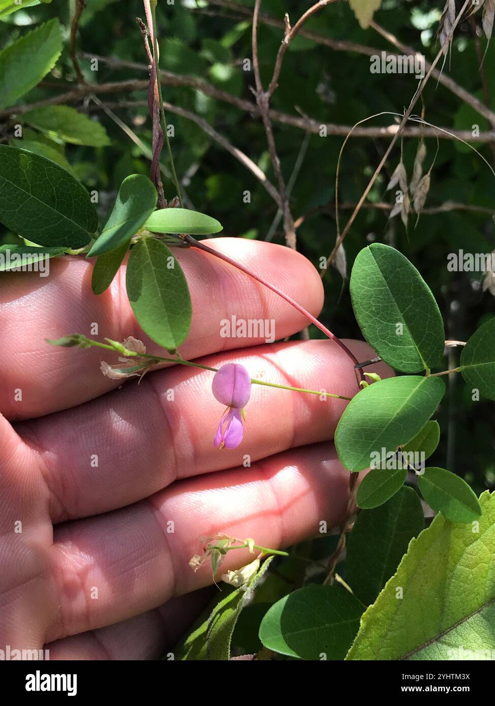 eastern milk-pea (Galactia regularis Stock Photo - Alamy
