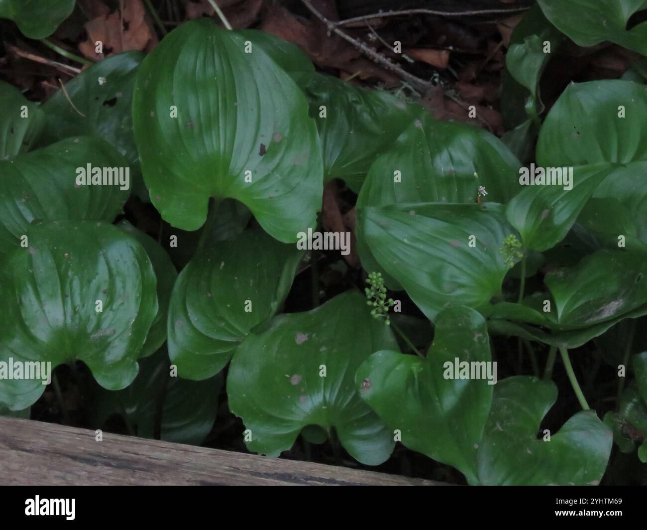 Western Lily of the Valley (Maianthemum dilatatum Stock Photo - Alamy