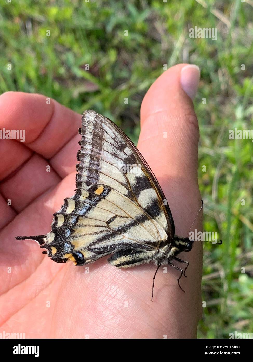 Canadian Tiger Swallowtail (Papilio canadensis Stock Photo - Alamy