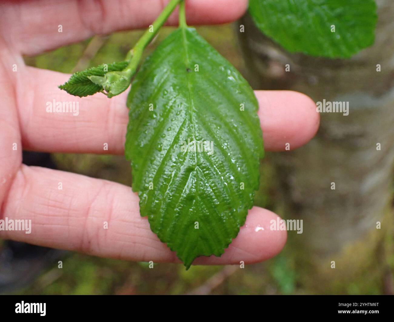 Red Alder (Alnus rubra Stock Photo - Alamy