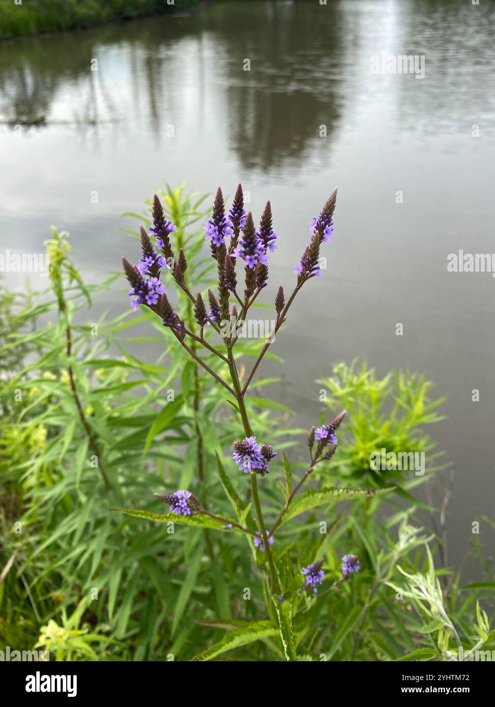 blue vervain (Verbena hastata Stock Photo - Alamy