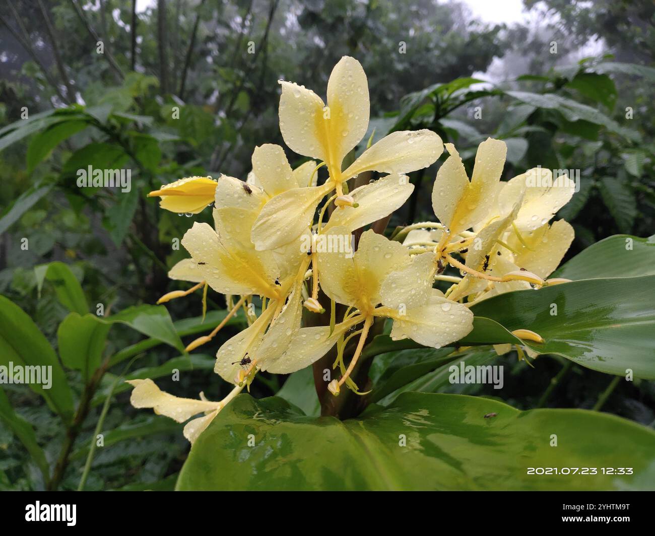Yellow ginger (Hedychium flavescens Stock Photo - Alamy