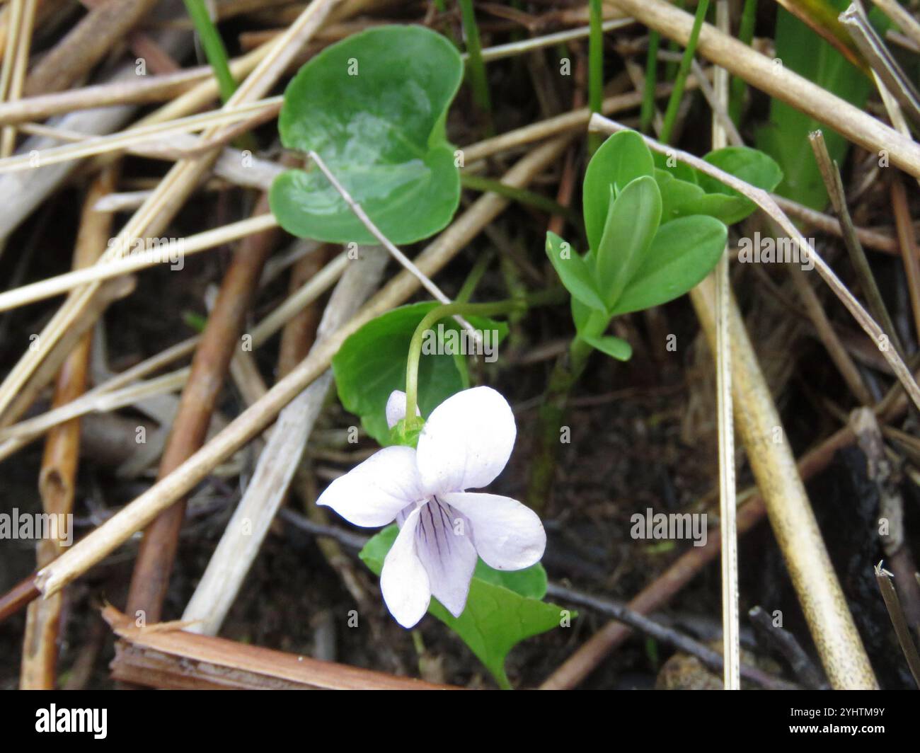 alpine marsh violet (Viola palustris Stock Photo - Alamy