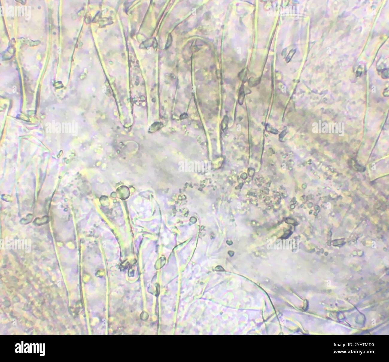 Fiber Caps (Inocybe Stock Photo - Alamy