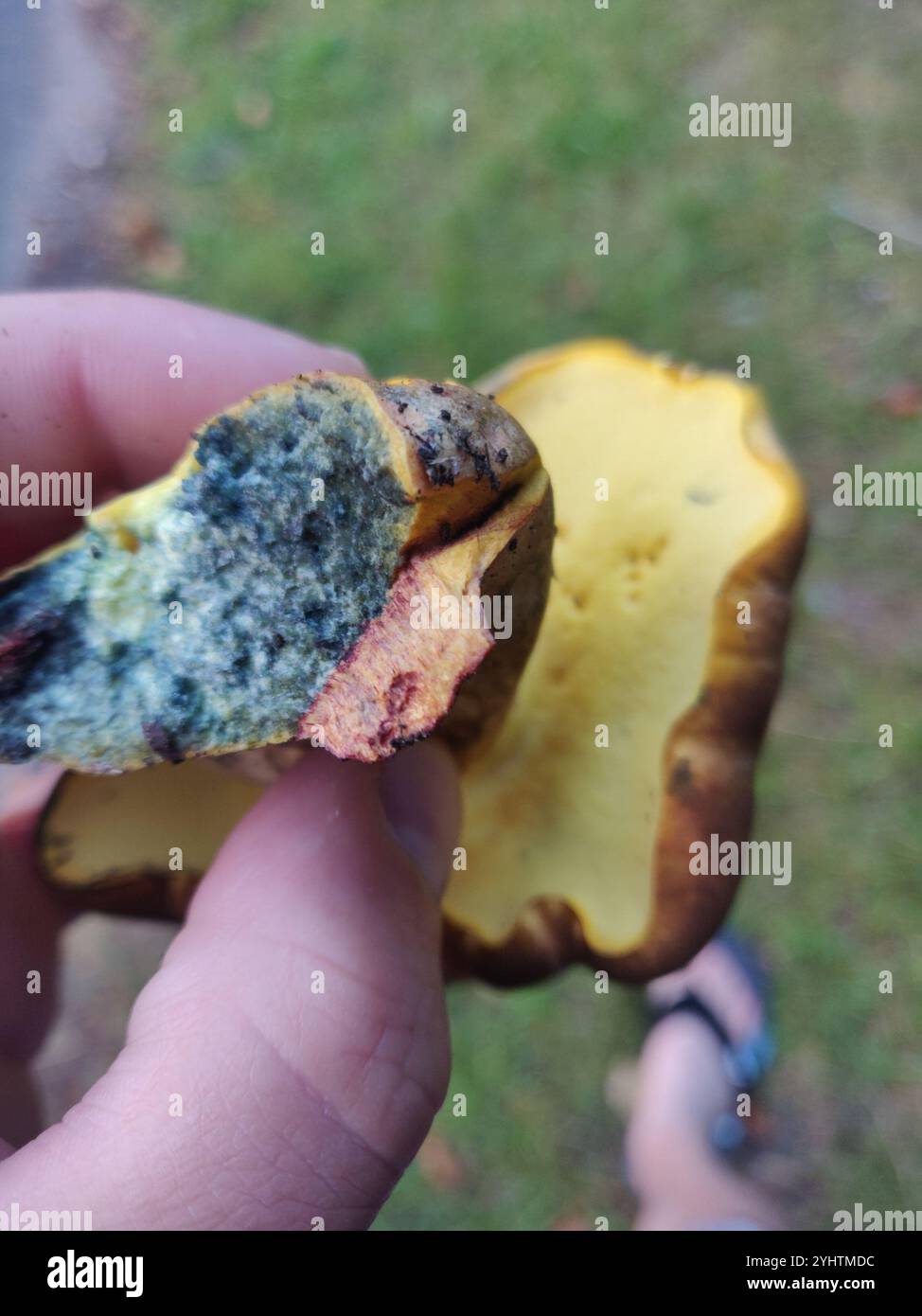 Butter Boletes (Butyriboletus Stock Photo - Alamy