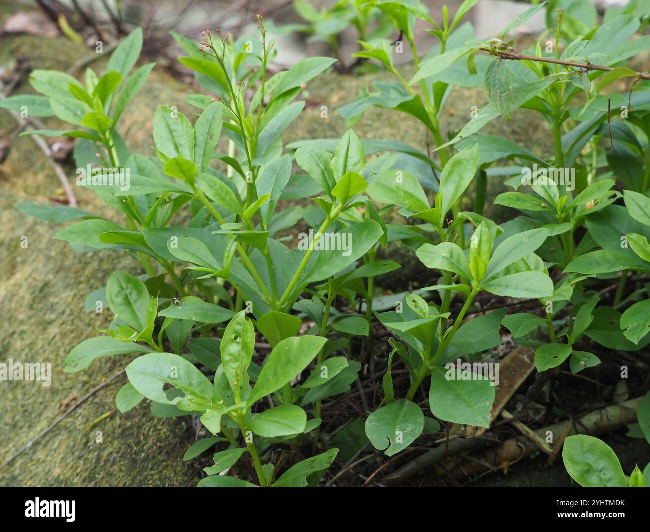 Jewels of Opar (Talinum paniculatum Stock Photo - Alamy