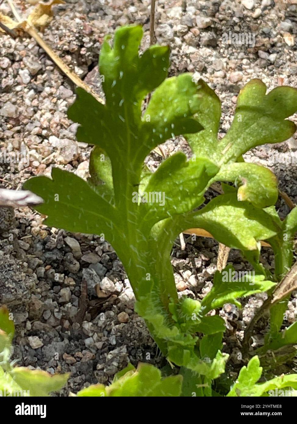 fire poppy (Papaver californicum Stock Photo - Alamy