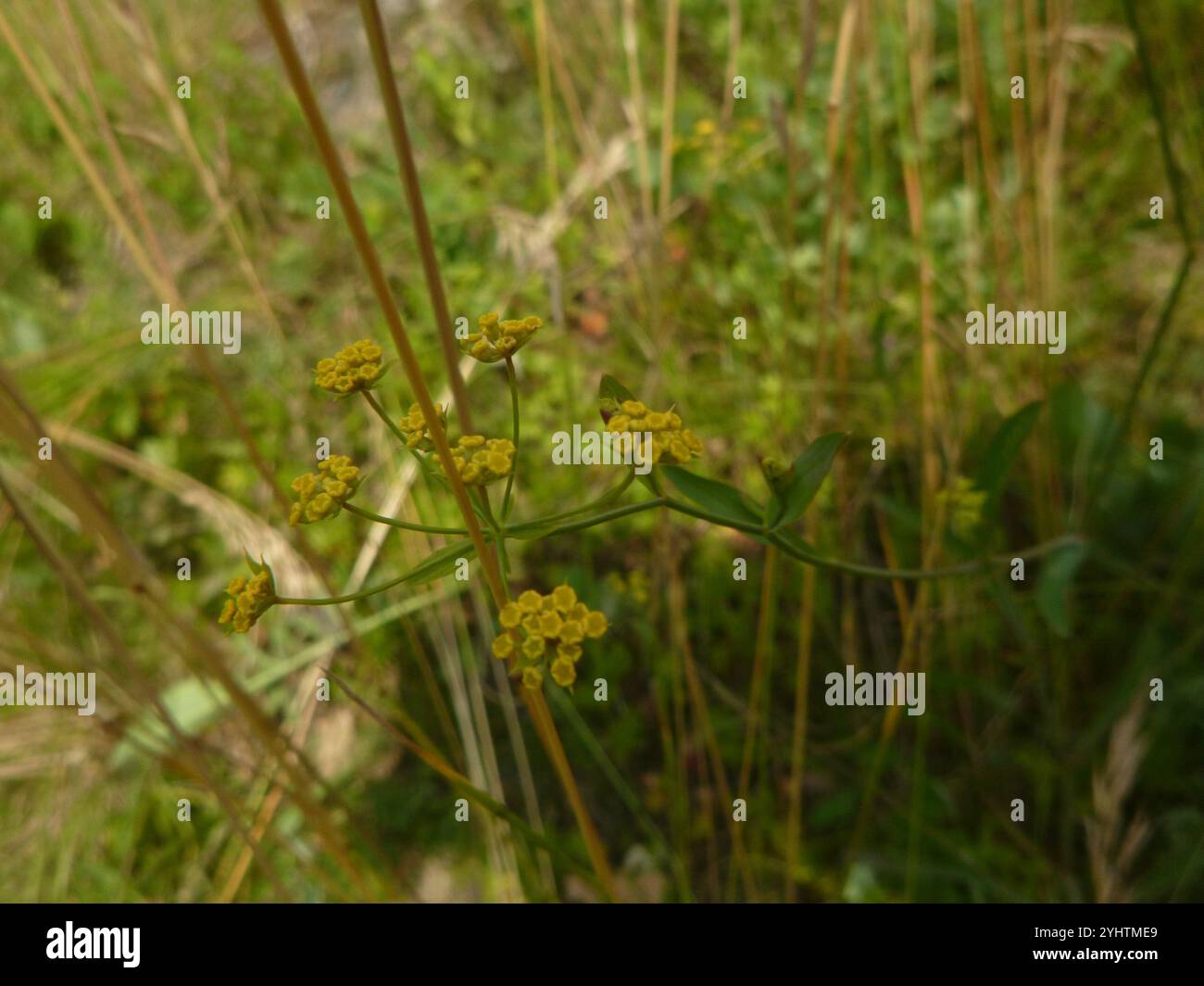 Sickle-leaved Hare's-ear (Bupleurum falcatum Stock Photo - Alamy