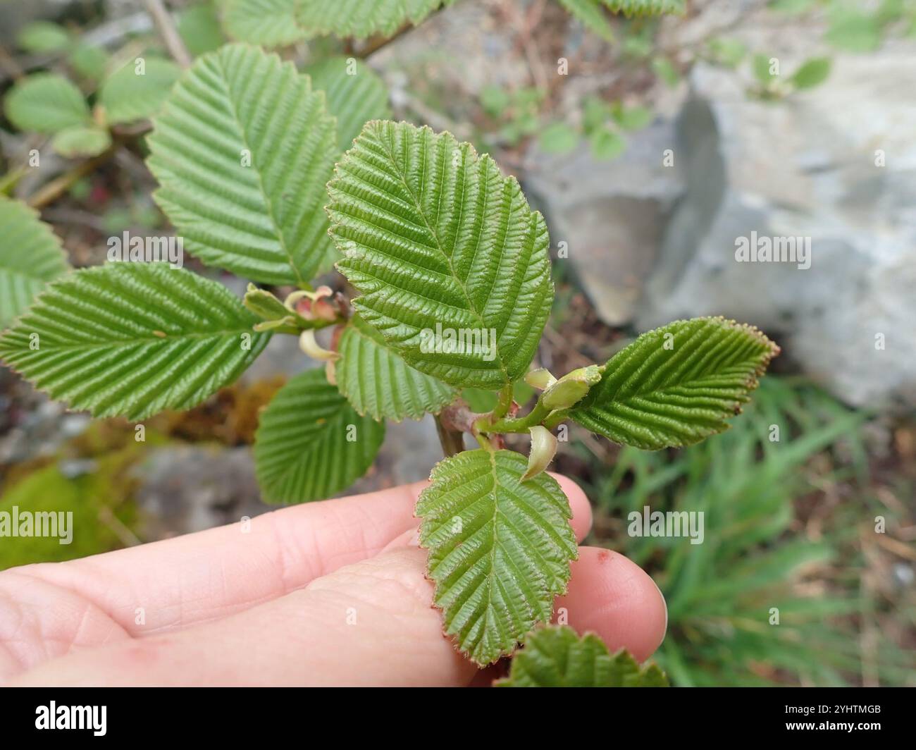 Red Alder (Alnus rubra Stock Photo - Alamy