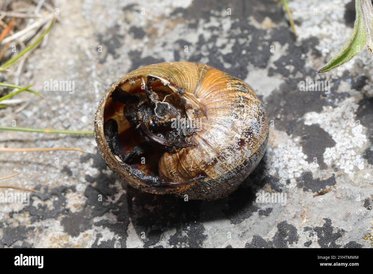 Garden Snail (Cornu aspersum Stock Photo - Alamy
