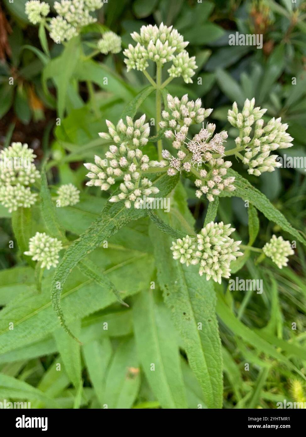 common boneset (Eupatorium perfoliatum Stock Photo - Alamy