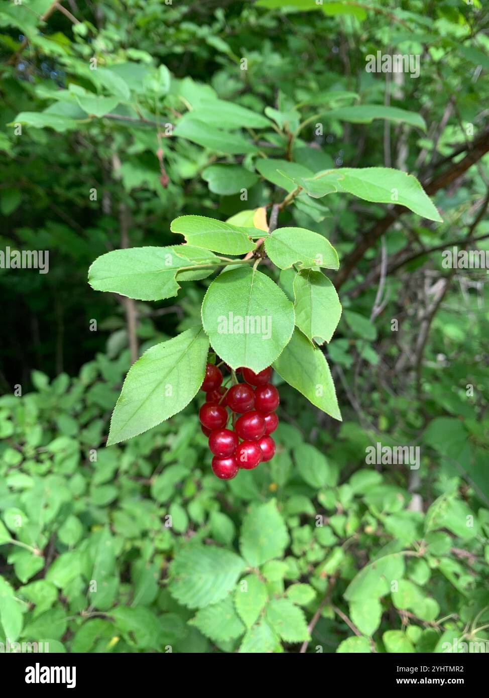 common chokecherry (Prunus virginiana virginiana Stock Photo - Alamy