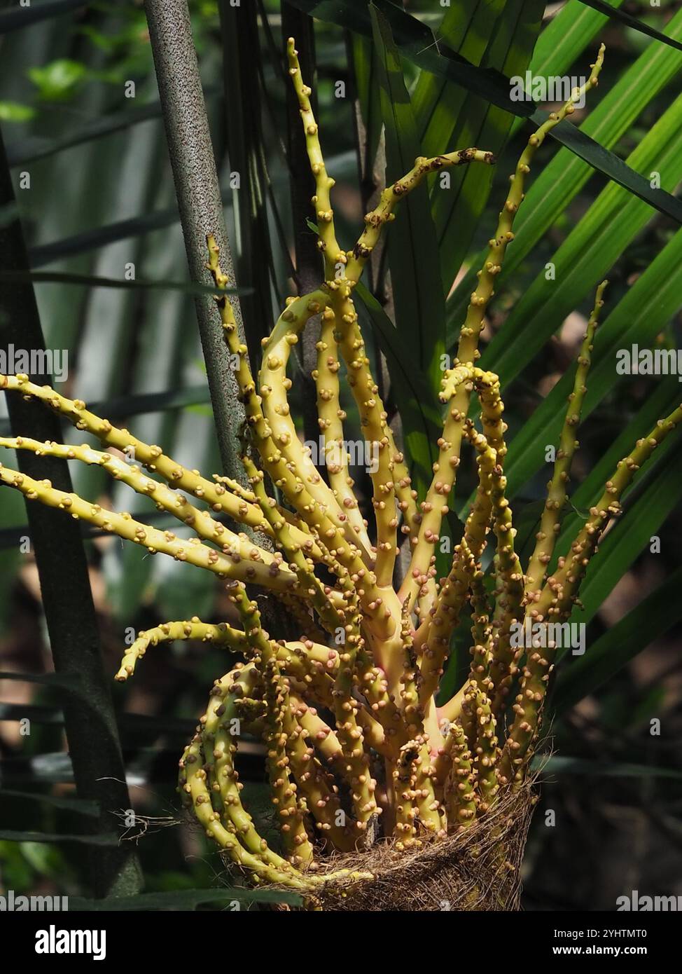 Arenga Palm (Arenga engleri Stock Photo - Alamy