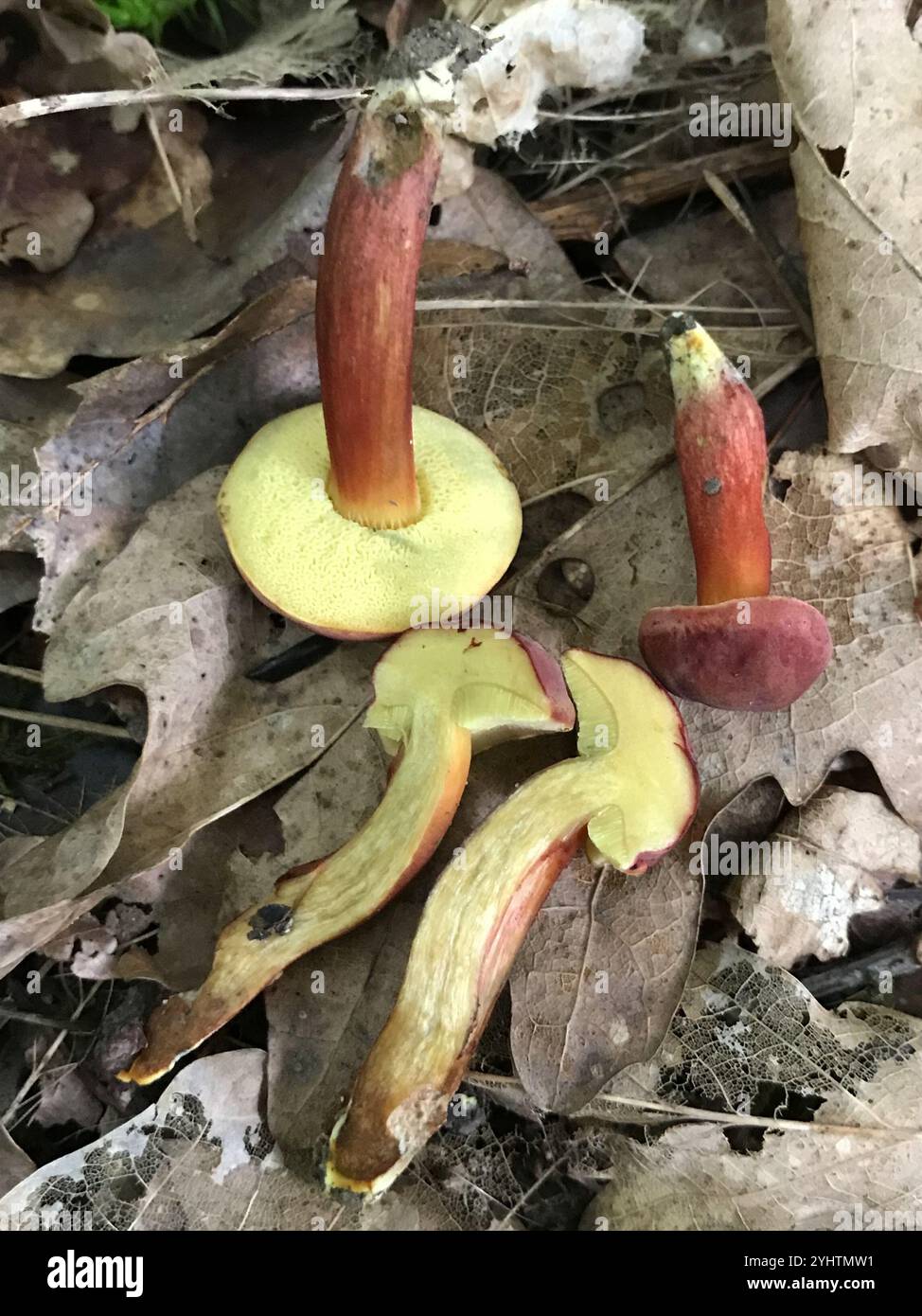Ruby Bolete (Hortiboletus rubellus Stock Photo - Alamy