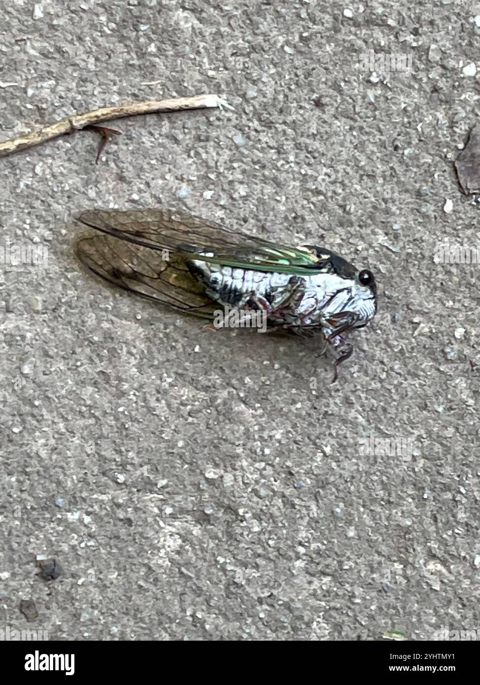 Neotibicen lyricen hi-res stock photography and images - Alamy