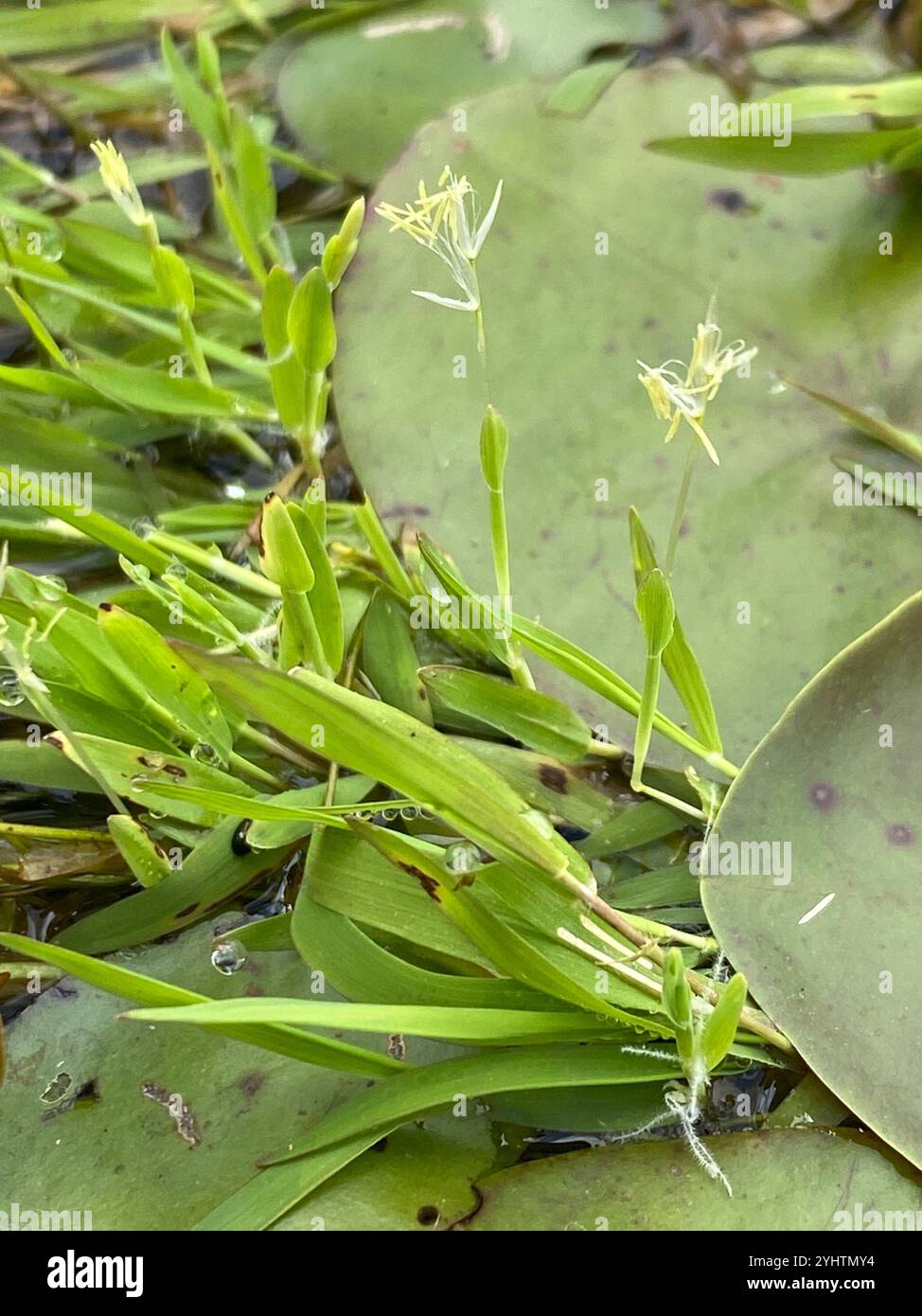 southern watergrass (Luziola fluitans Stock Photo - Alamy