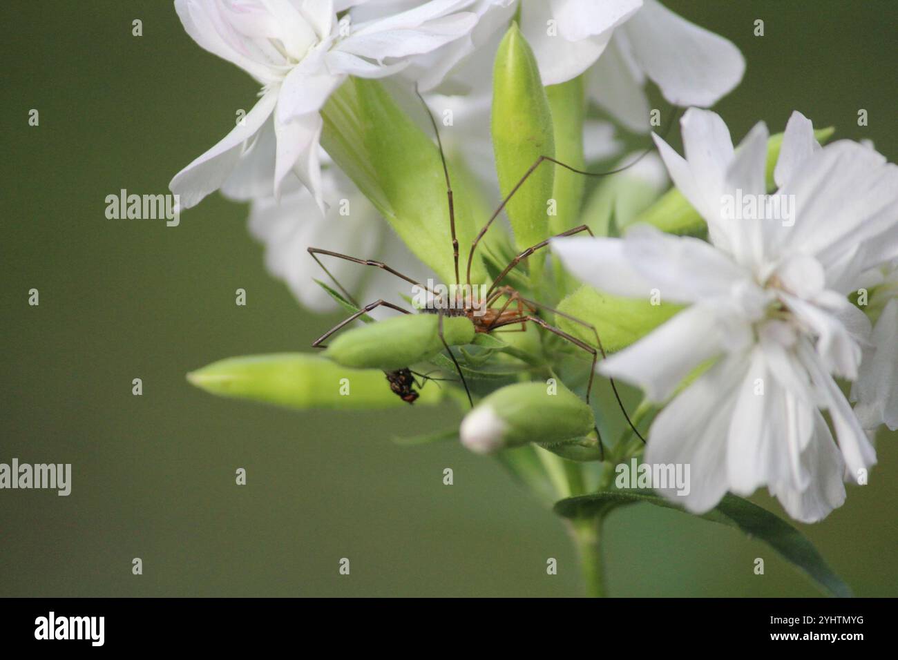 European Harvestman (Phalangium opilio Stock Photo - Alamy