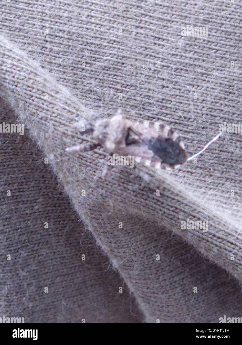 Coranus hi-res stock photography and images - Alamy