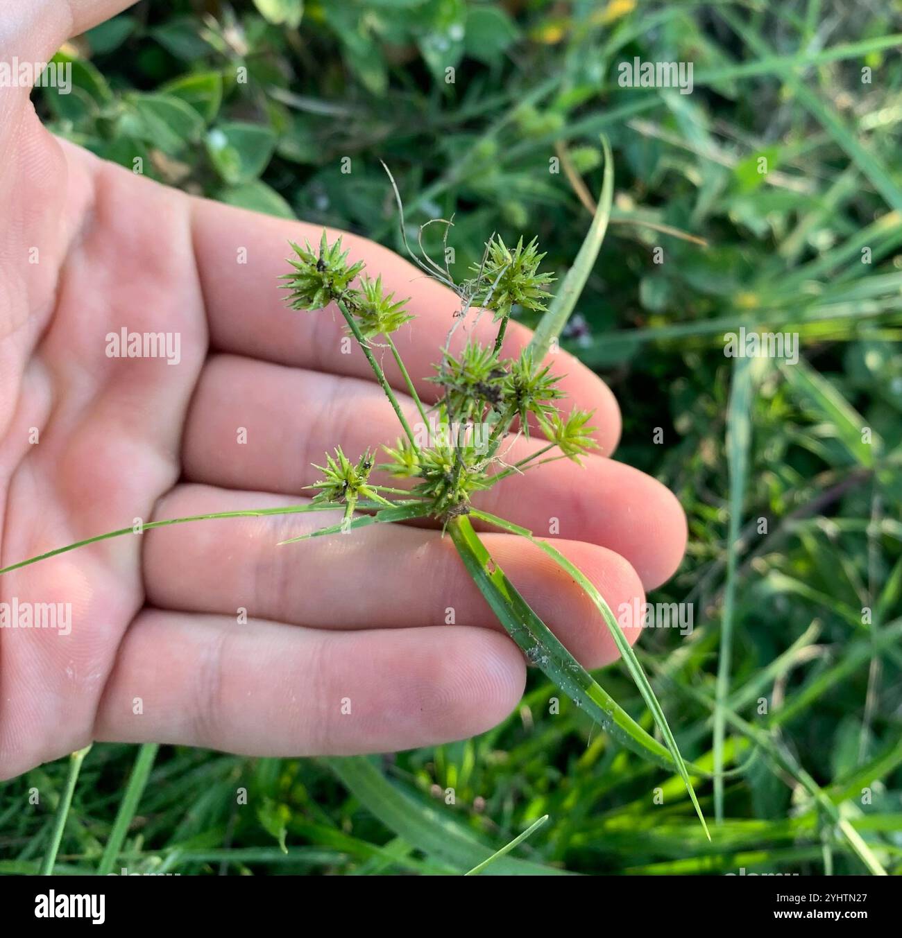 Baldwin's Flatsedge (Cyperus croceus Stock Photo - Alamy