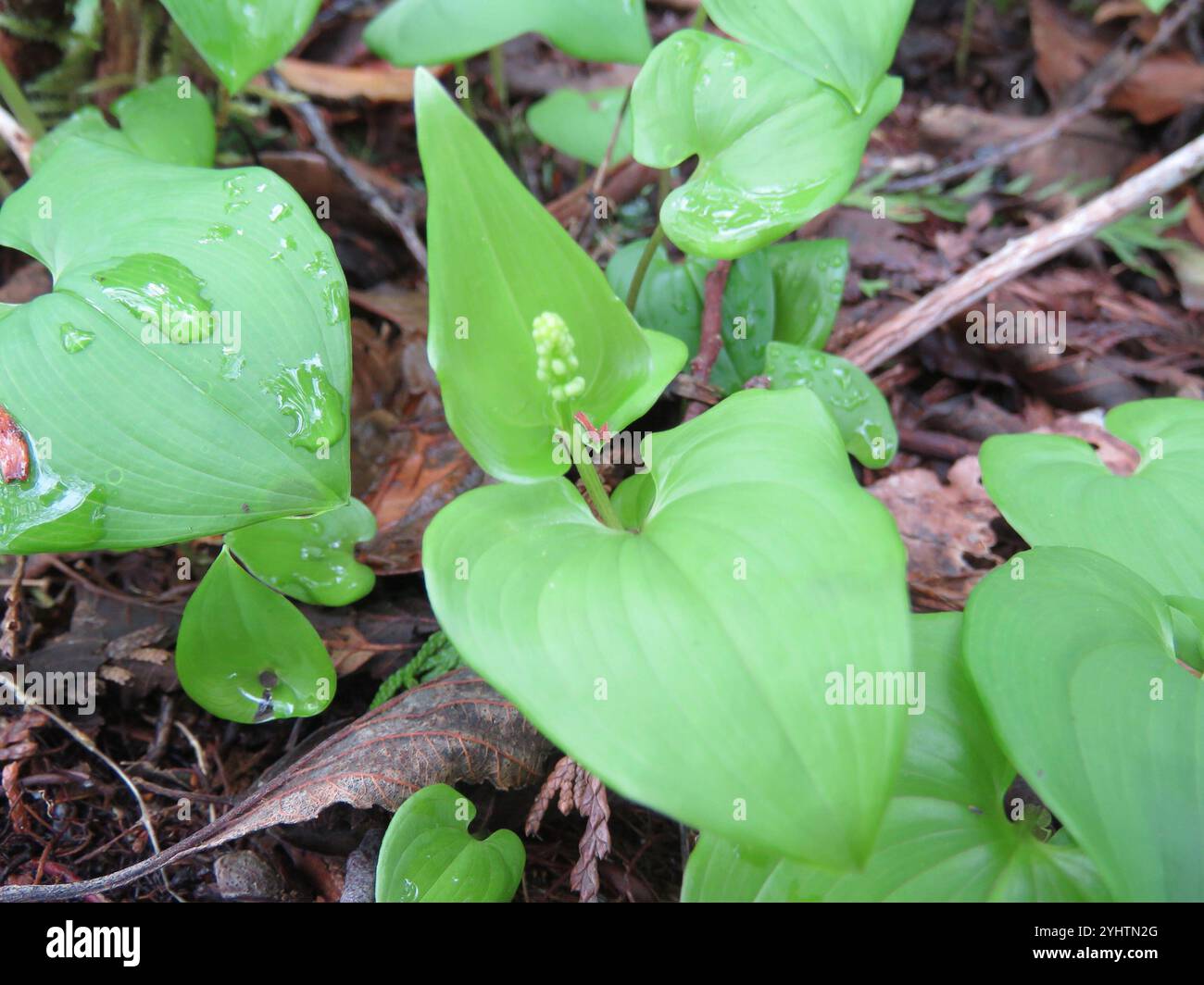 Western Lily of the Valley (Maianthemum dilatatum Stock Photo - Alamy