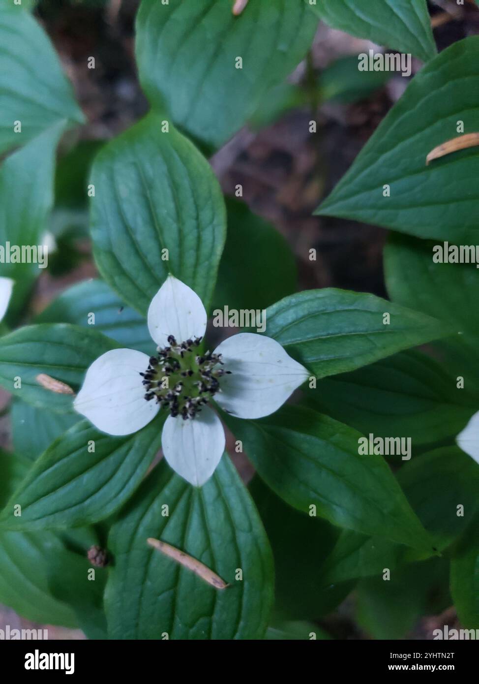 Western Bunchberry (Cornus unalaschkensis Stock Photo - Alamy