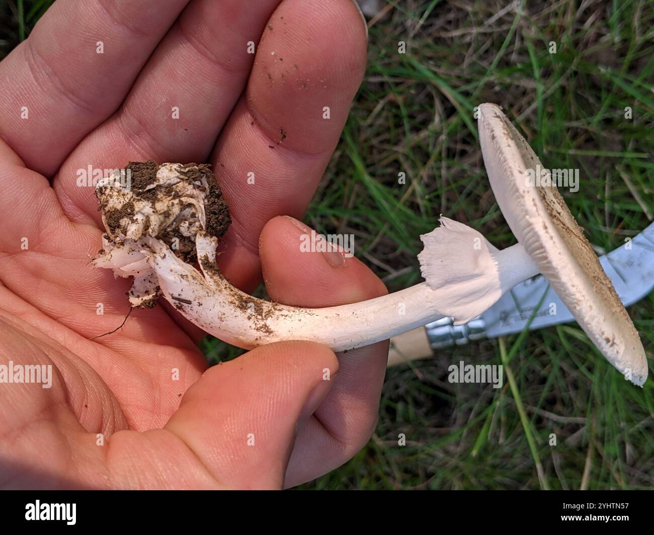 Phalloideae hi-res stock photography and images - Alamy