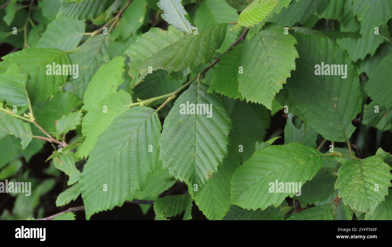 grey alder (Alnus incana Stock Photo - Alamy