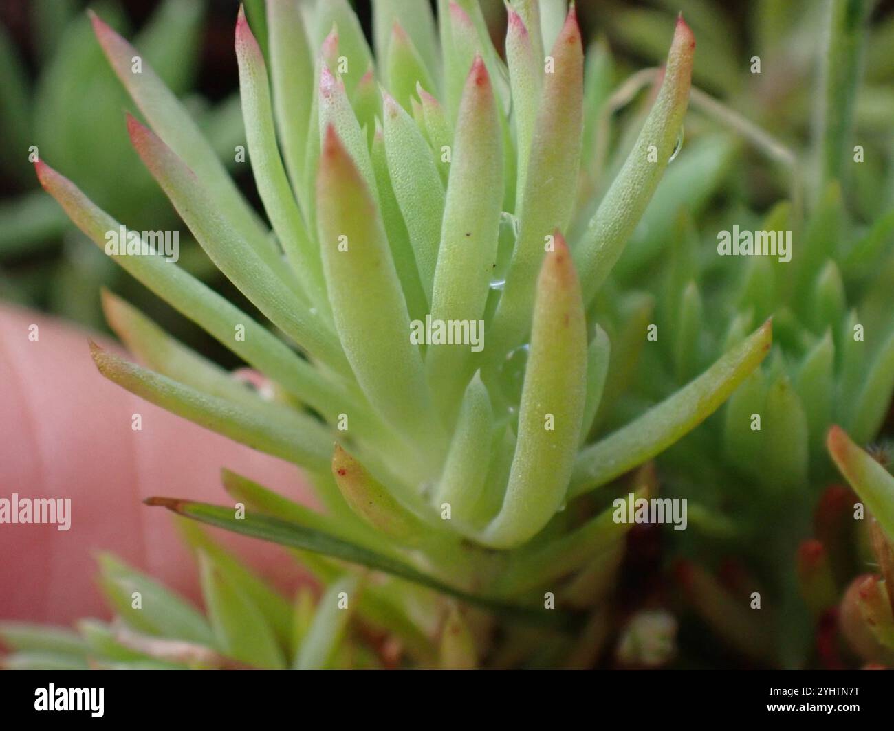 Rock Stonecrop (Petrosedum forsterianum Stock Photo - Alamy