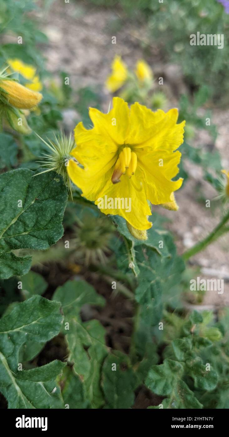 buffalo-bur (Solanum rostratum Stock Photo - Alamy