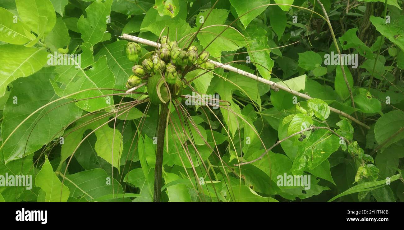 Polynesian Arrowroot (Tacca leontopetaloides Stock Photo - Alamy
