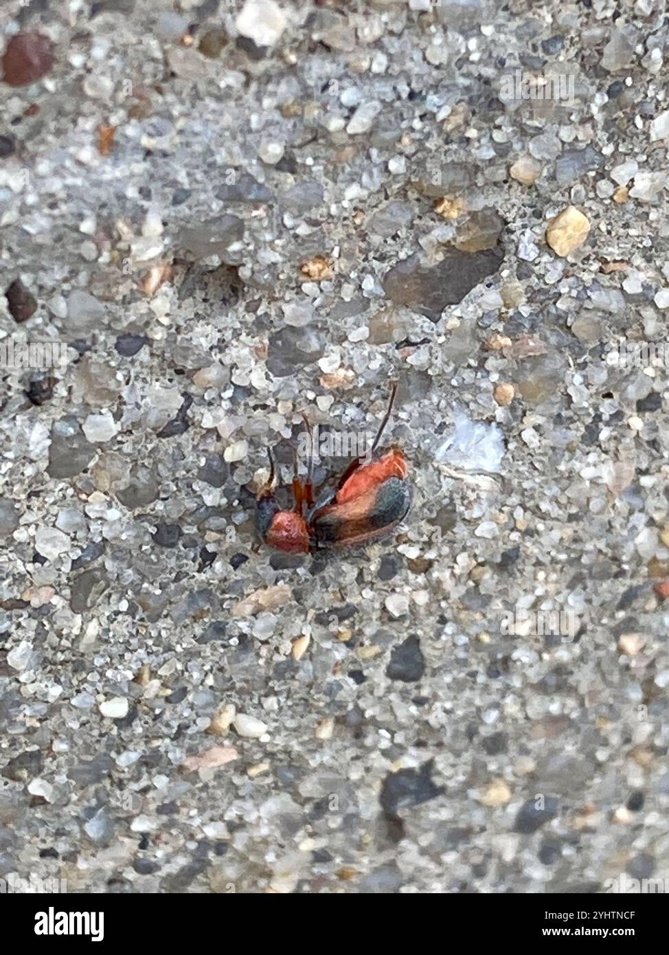 Four-spotted Collops (Collops quadrimaculatus Stock Photo - Alamy