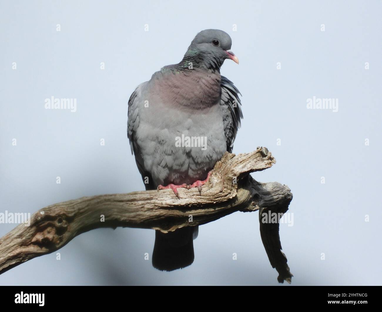 Stock Dove (Columba oenas Stock Photo - Alamy
