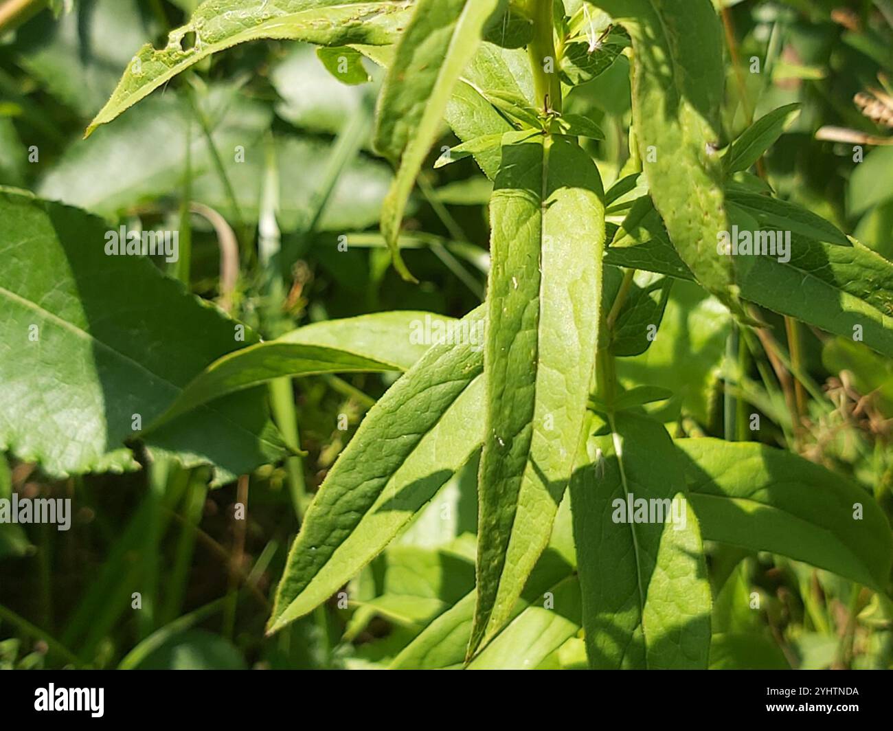 Irish Fleabane (Pentanema salicinum Stock Photo - Alamy