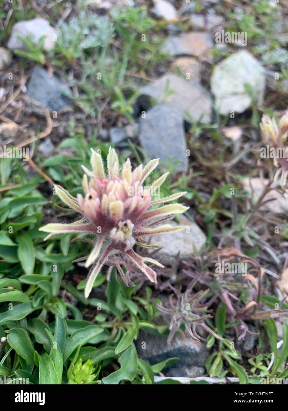 Dwarf alpine indian paintbrush hi-res stock photography and images - Alamy
