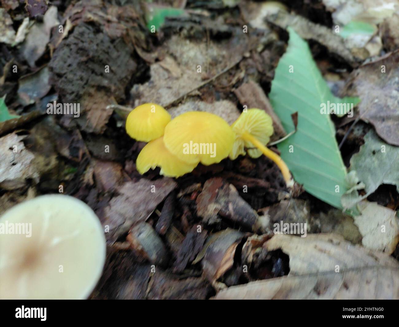 Ceracea hi-res stock photography and images - Alamy