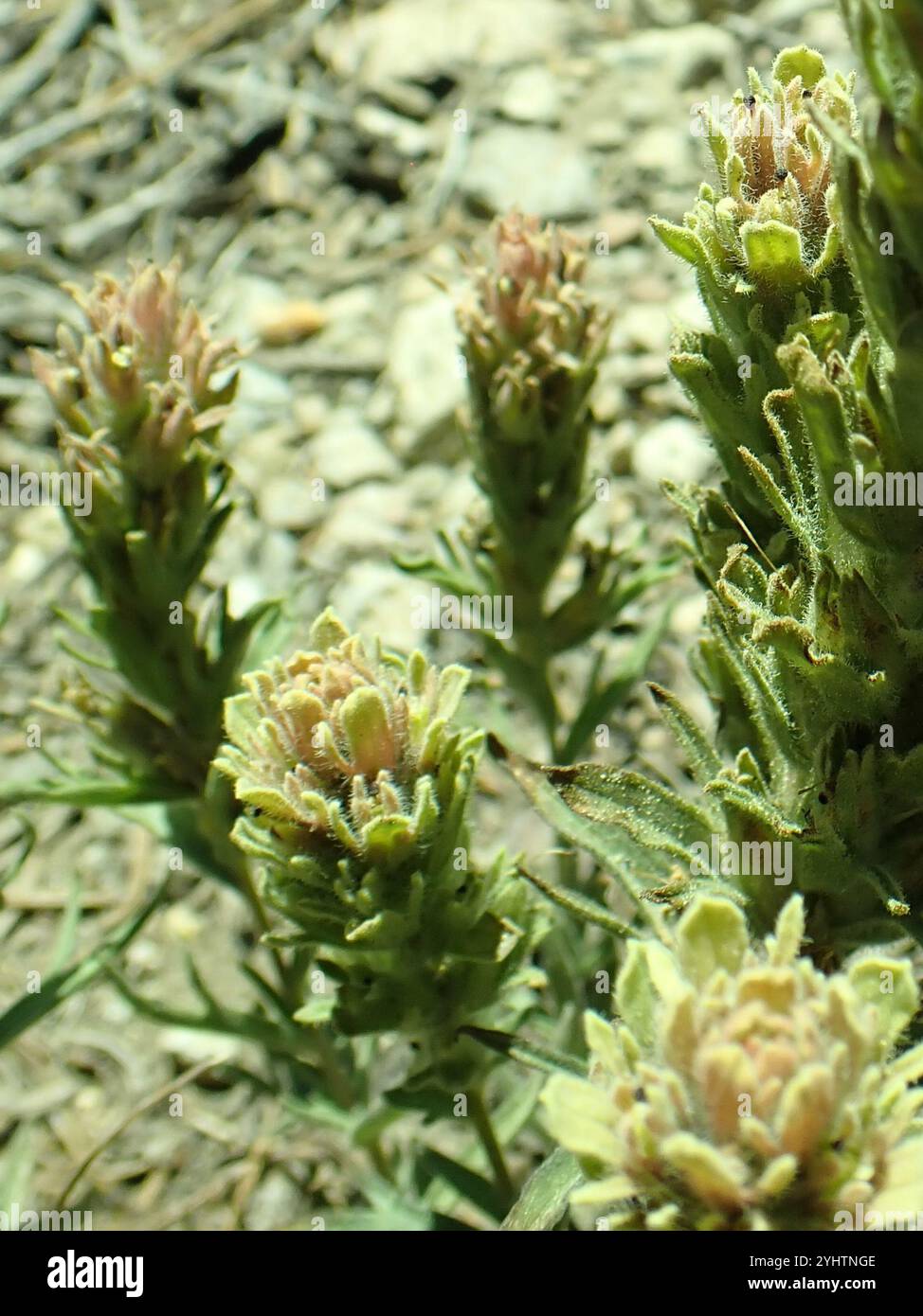 Cobwebby Paintbrush (Castilleja arachnoidea Stock Photo - Alamy
