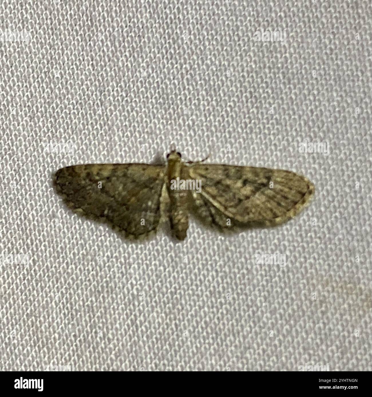 Common eupithecia hi-res stock photography and images - Alamy