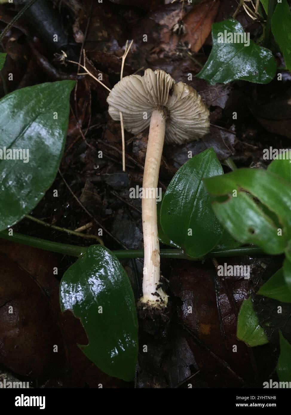 Fibercaps hi-res stock photography and images - Alamy